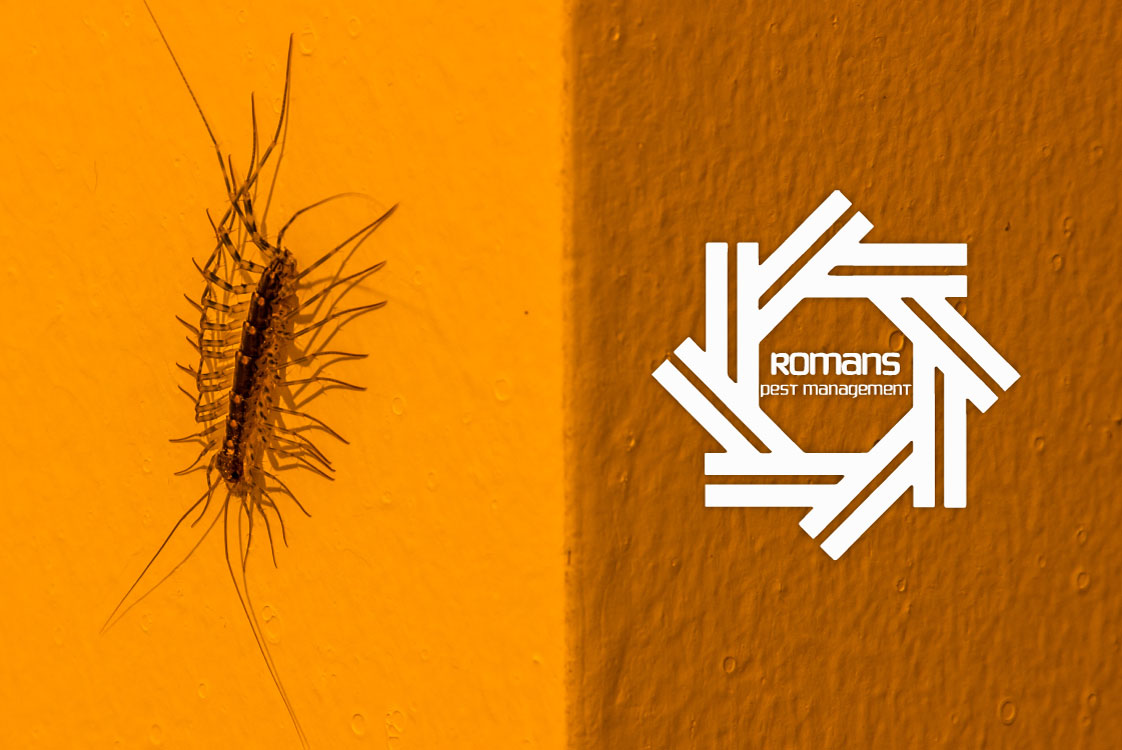 Fall Infestations- Here’s What You Need to Know About Centipedes