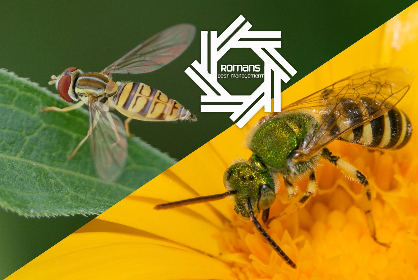 Hover Flies vs. Sweat Bees: Nature's Neighbors or Household Pests?